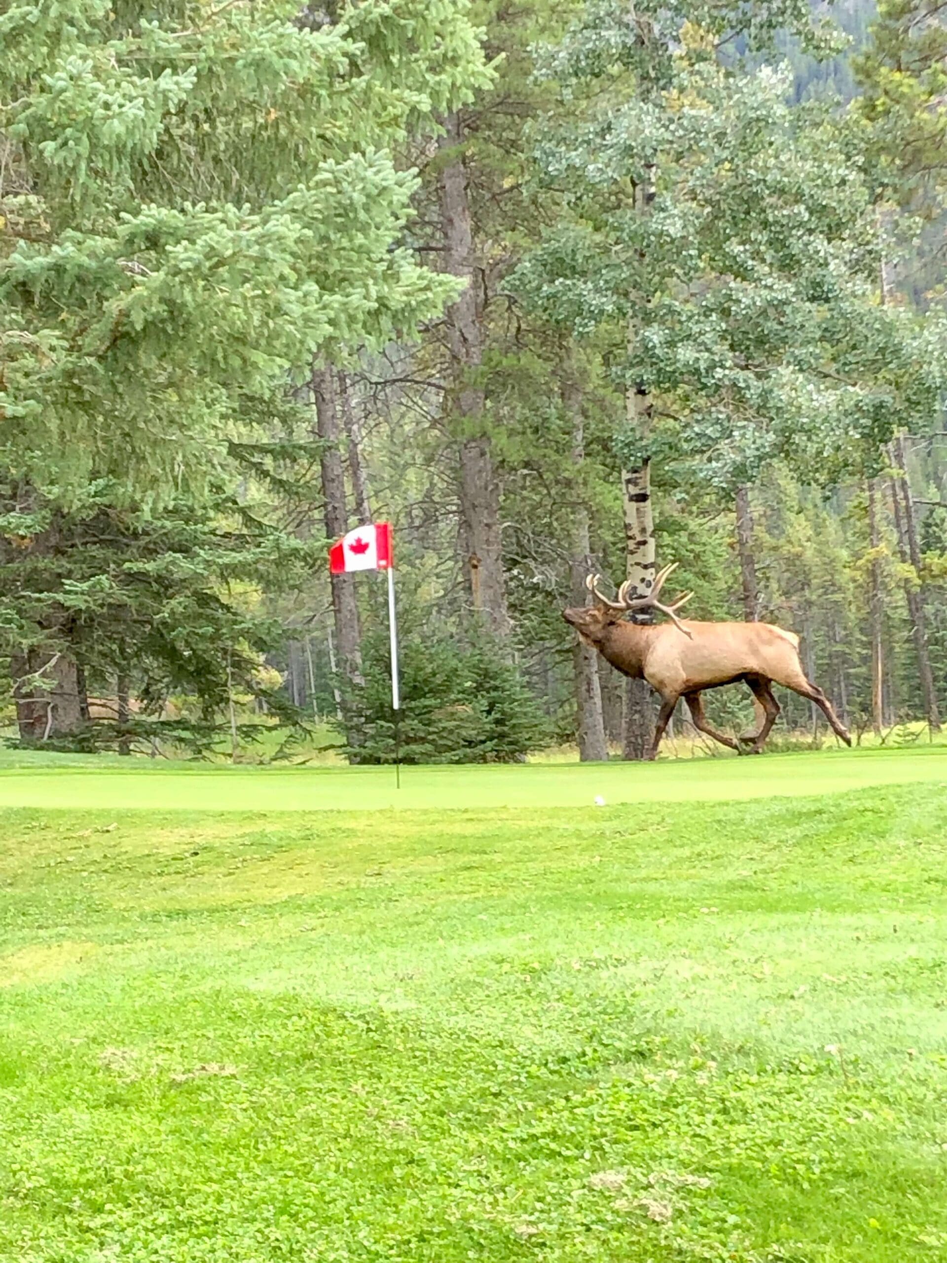 Discover the Beauty of Banff Springs Golf - Golfchase.com