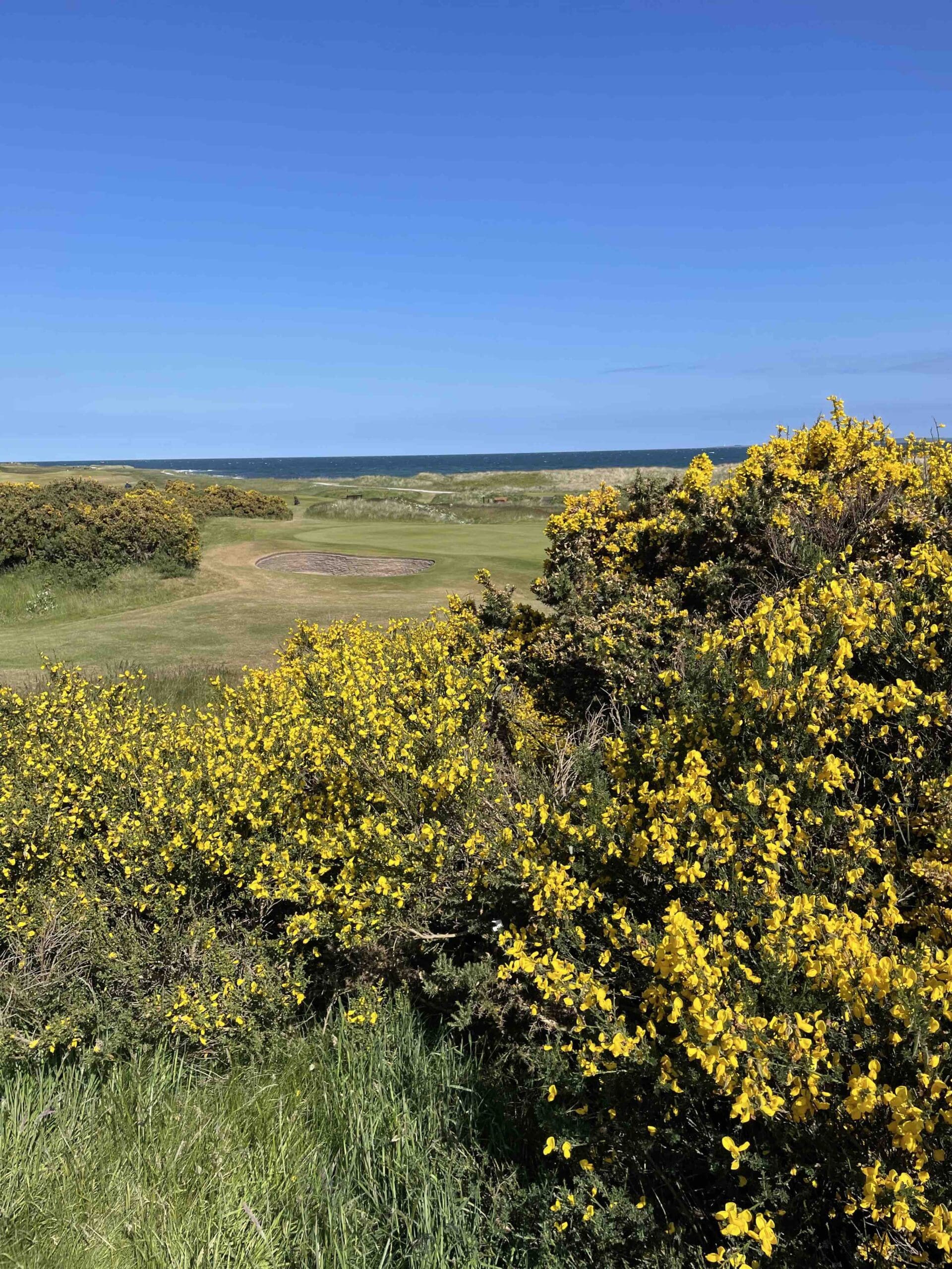 What is Gorse on a Golf Course? - Golfchase.com